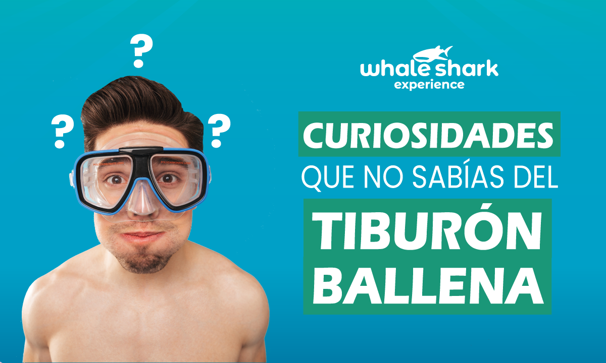 10 cosas que no sabías sobre el Tiburón Ballena